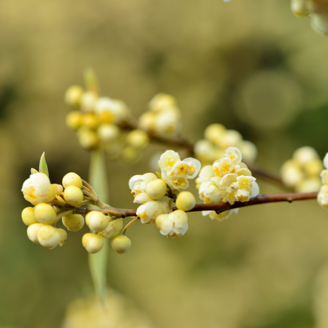 May Chang Pure Essential Oil (2 For $25) – The Green Goddess